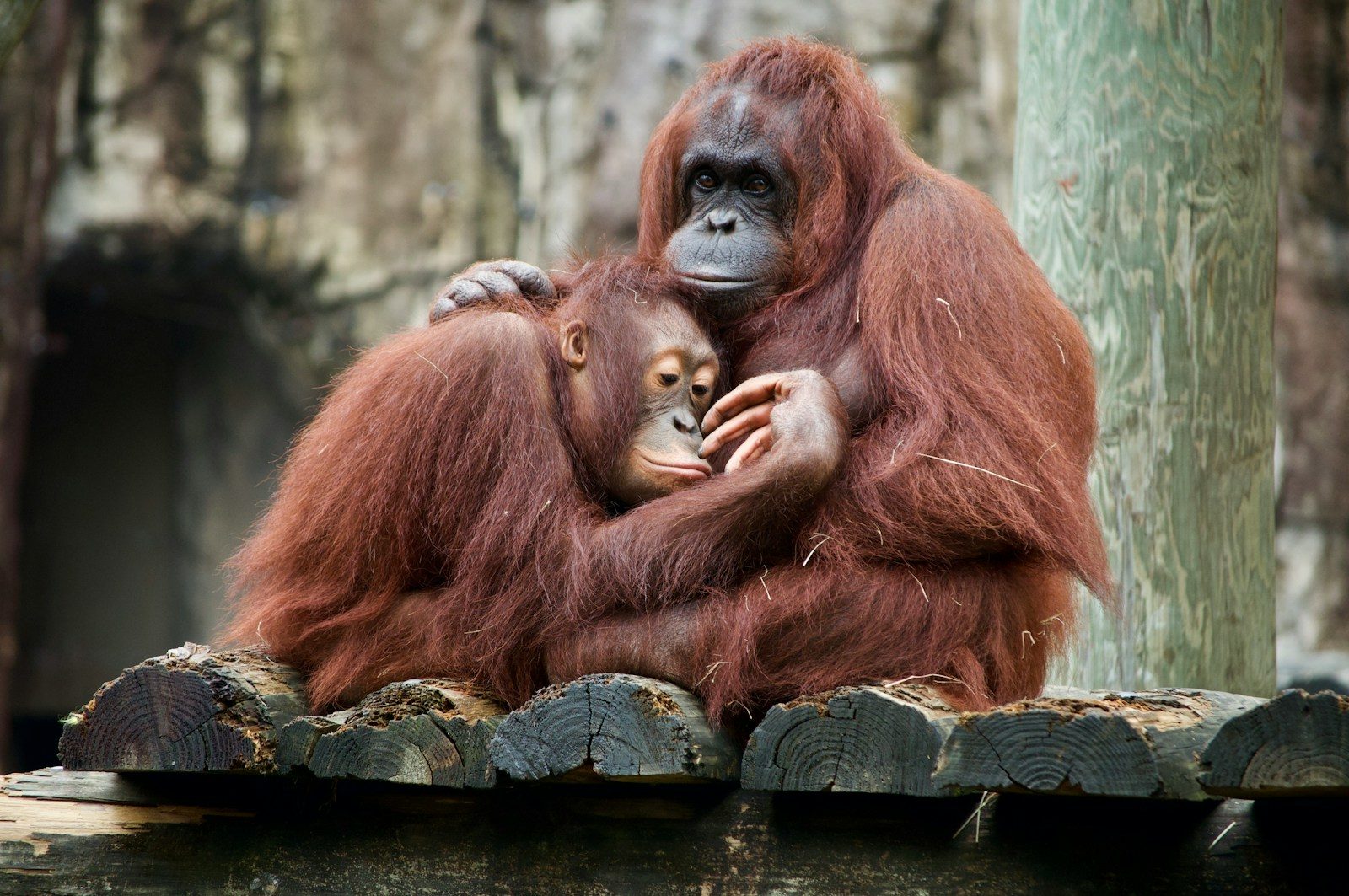 The most protective parents in the animal kingdom