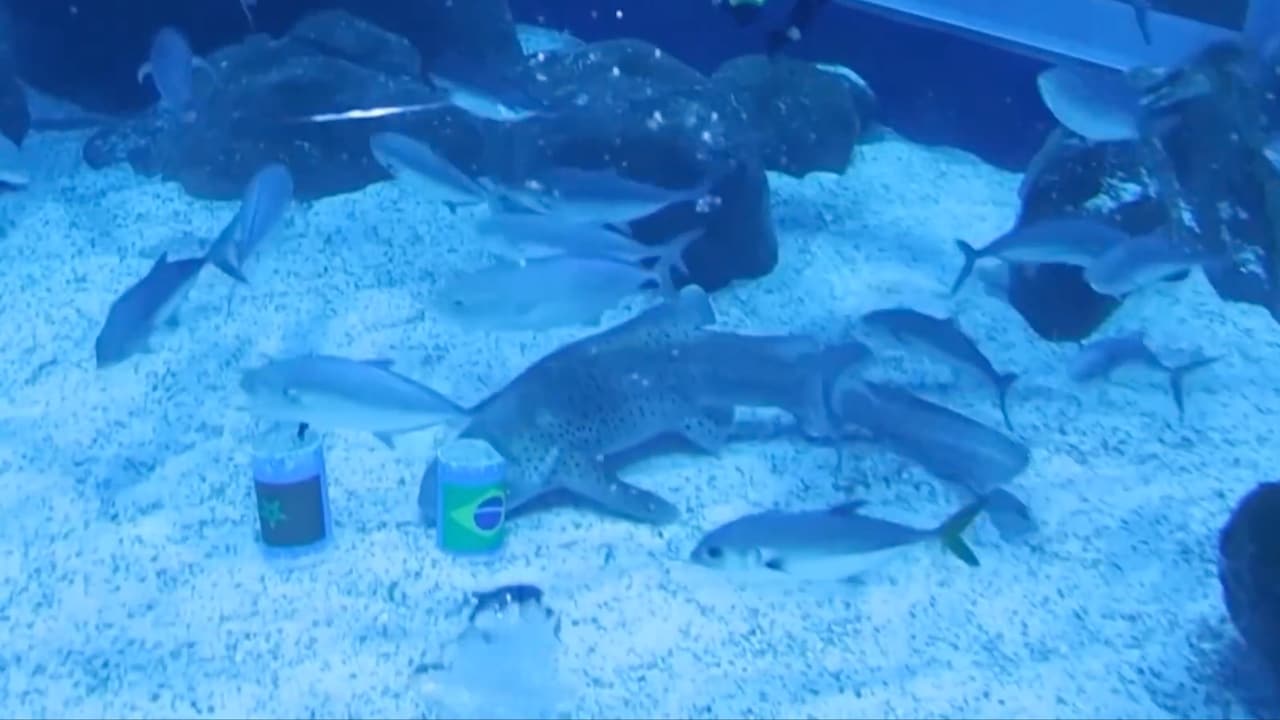 Who is Ritinha? The shark predicting Brazil's opening World Cup 2026 match