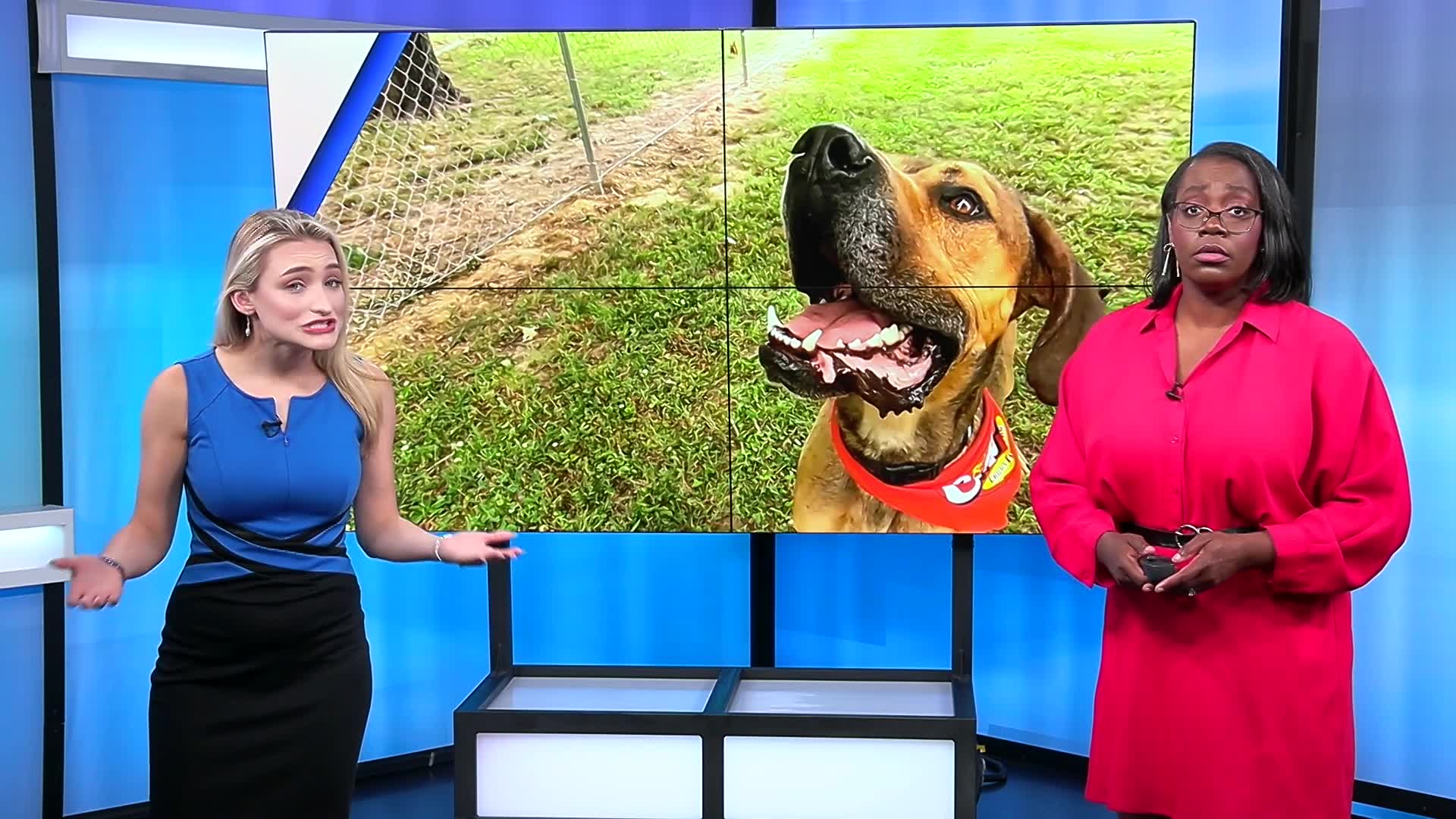 Purina presents: Meet Arlo in pet of the week