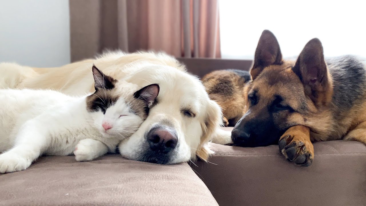 Kitten and German shepherd puppy join golden retriever’s nap