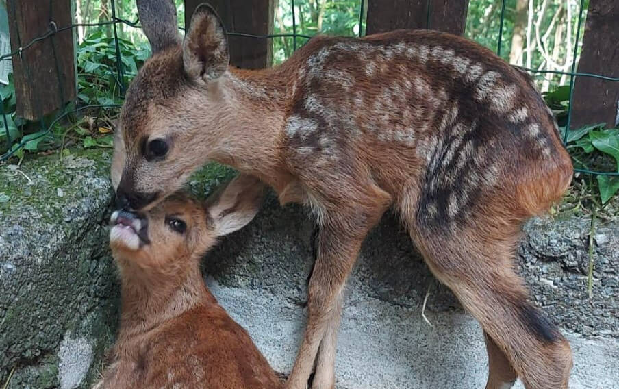 Appello dell’Enpa: “La sindrome da crocerossina fatale per i capriolini ...