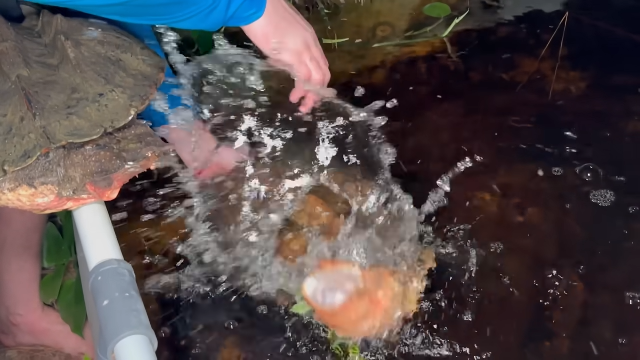 He thought the pond was dying until he was attacked by a man-eating ...