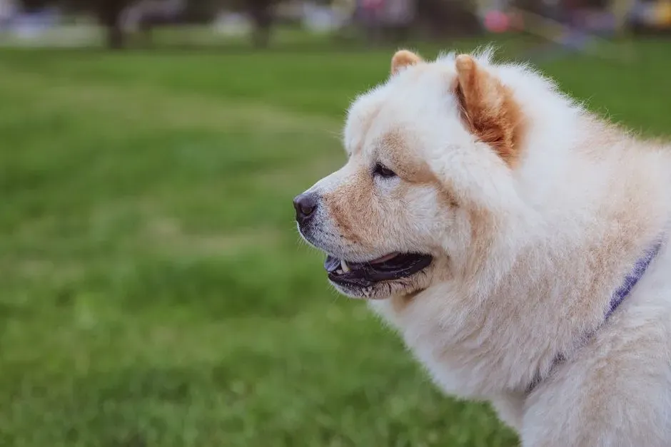 11 dog breeds vets are quietly afraid to recommend to first-time owners