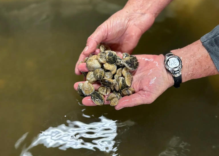 A deadly bacteria is creeping up the Atlantic Coast. How worried should ...