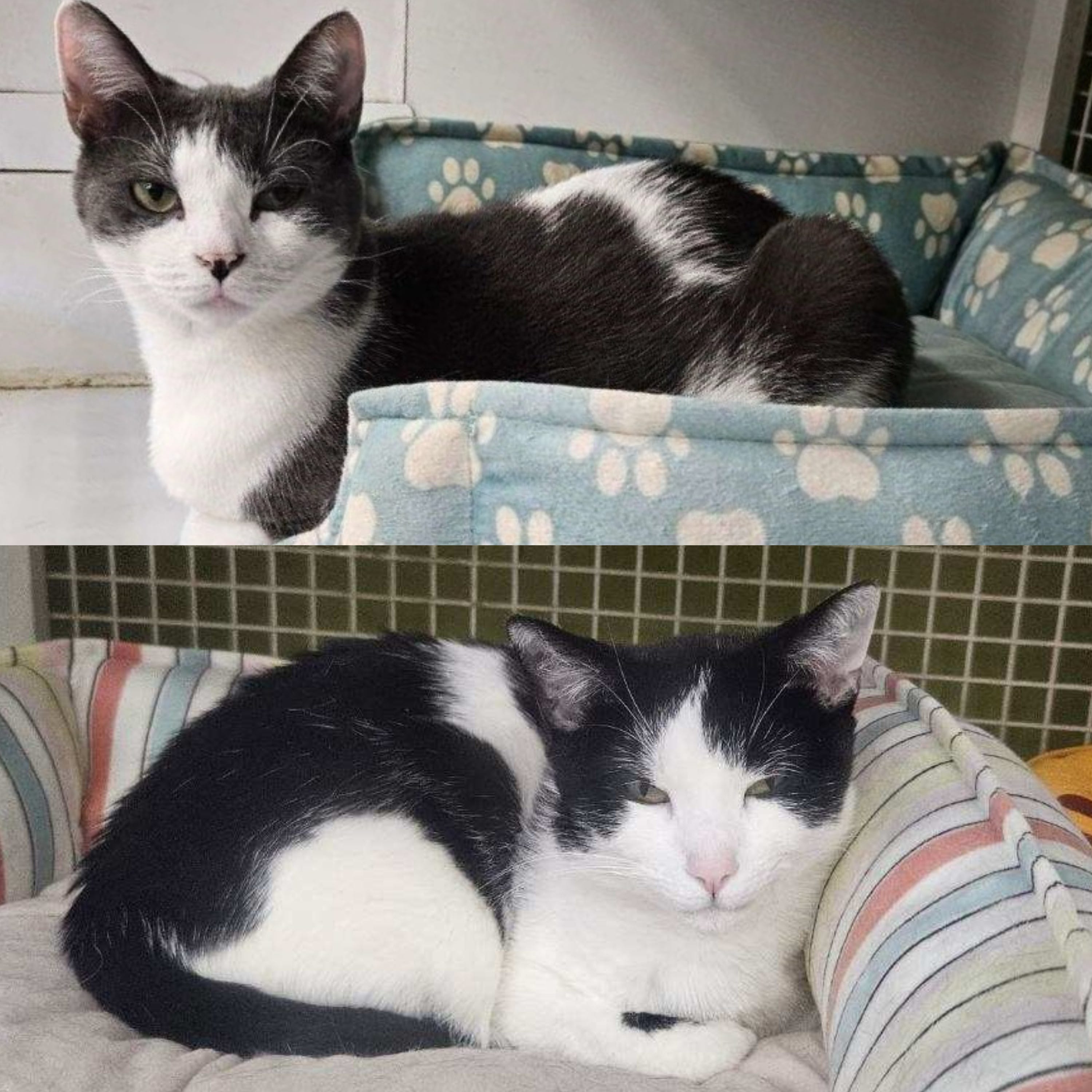 These adoptable cats in North Jersey need homes now
