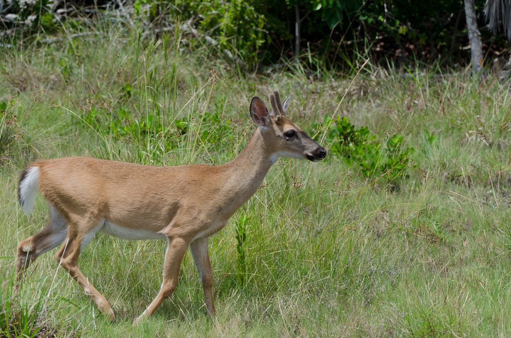 The island deer found nowhere else on Earth is hanging on by a thread