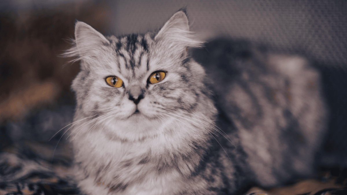 Which cat are you based on your favorite movie? Discover your feline ...