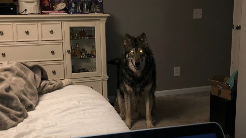 A wolf dragged a sleeping 12-year-old into the woods - then his father ...