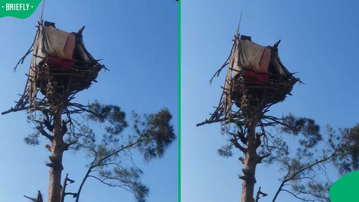SA man living in shack on top of a tall tree stuns Mzansi in TikTok video