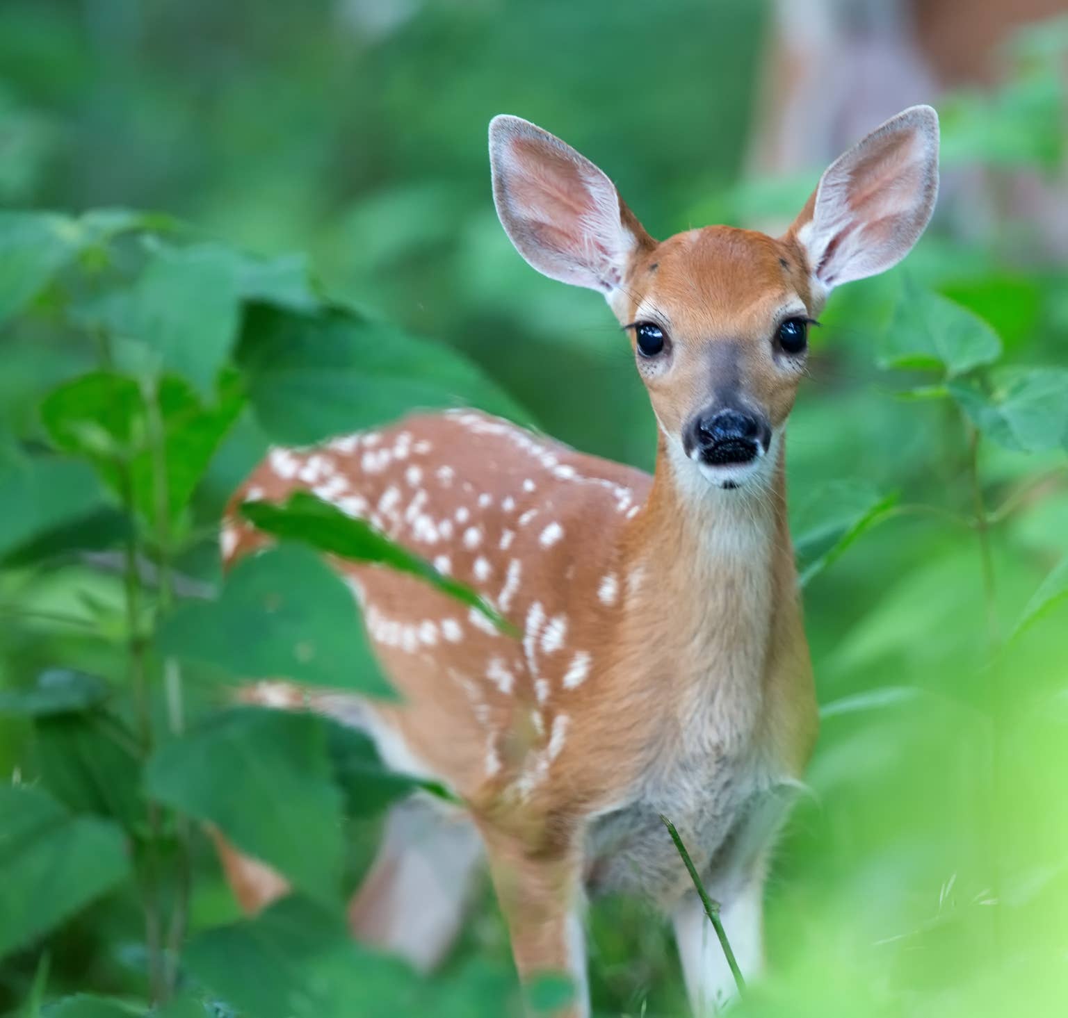 Woman rescues baby deer from sewer grate, fawn follows her home