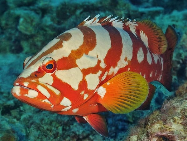 Florida Atlantic snowy grouper season halts early to protect coral-reef ...