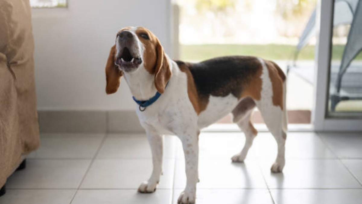 If your dog barks every time you leave, here's what they may be trying ...