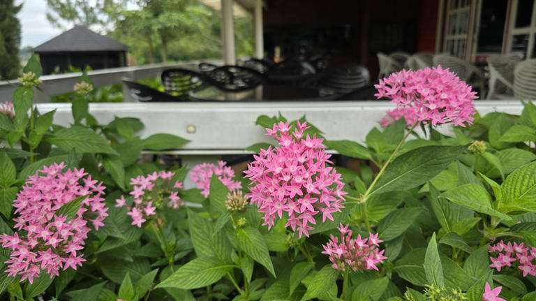 Not viburnum: The hydrangea alternative that adds texture to the garden
