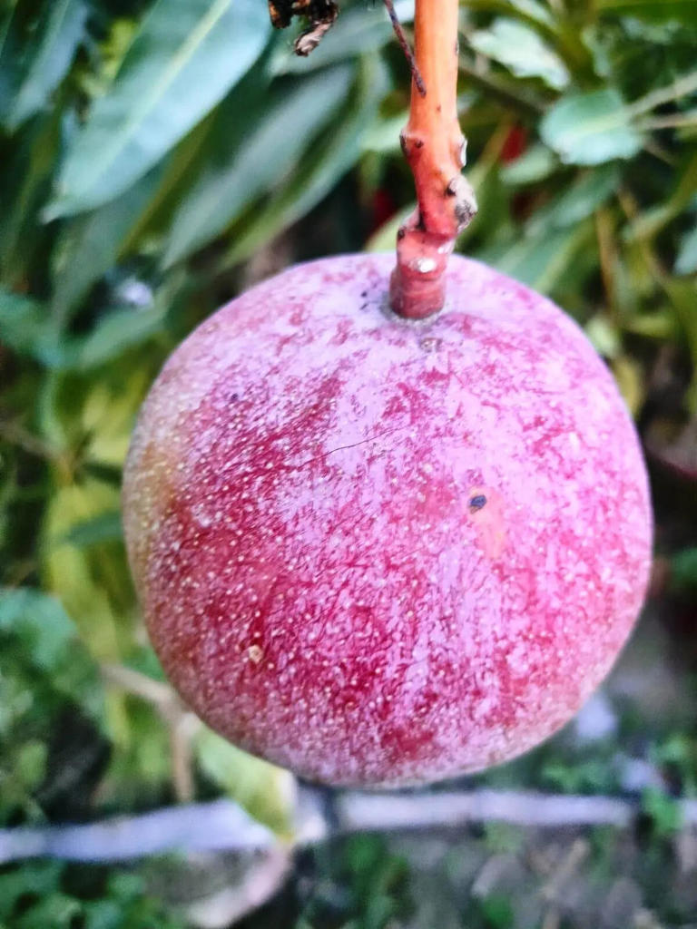 Bhagalpur farmer cultivates Japan’s costliest Miyazaki mango