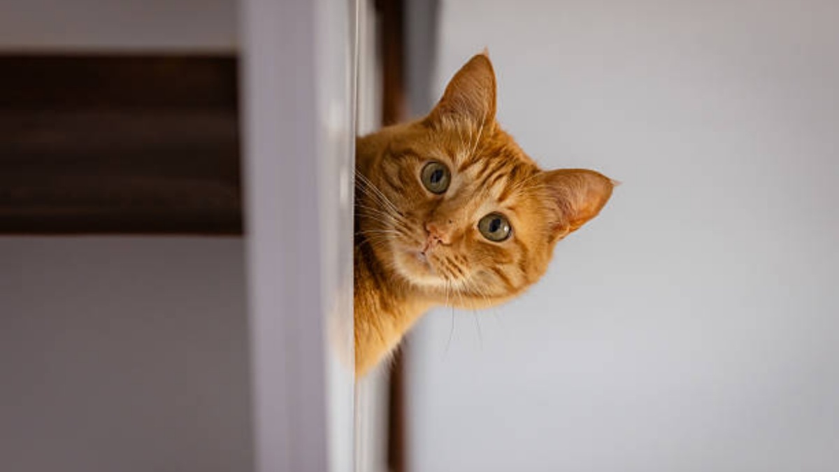How long does a cat hold a grudge? Purina experts reveal the surprising ...