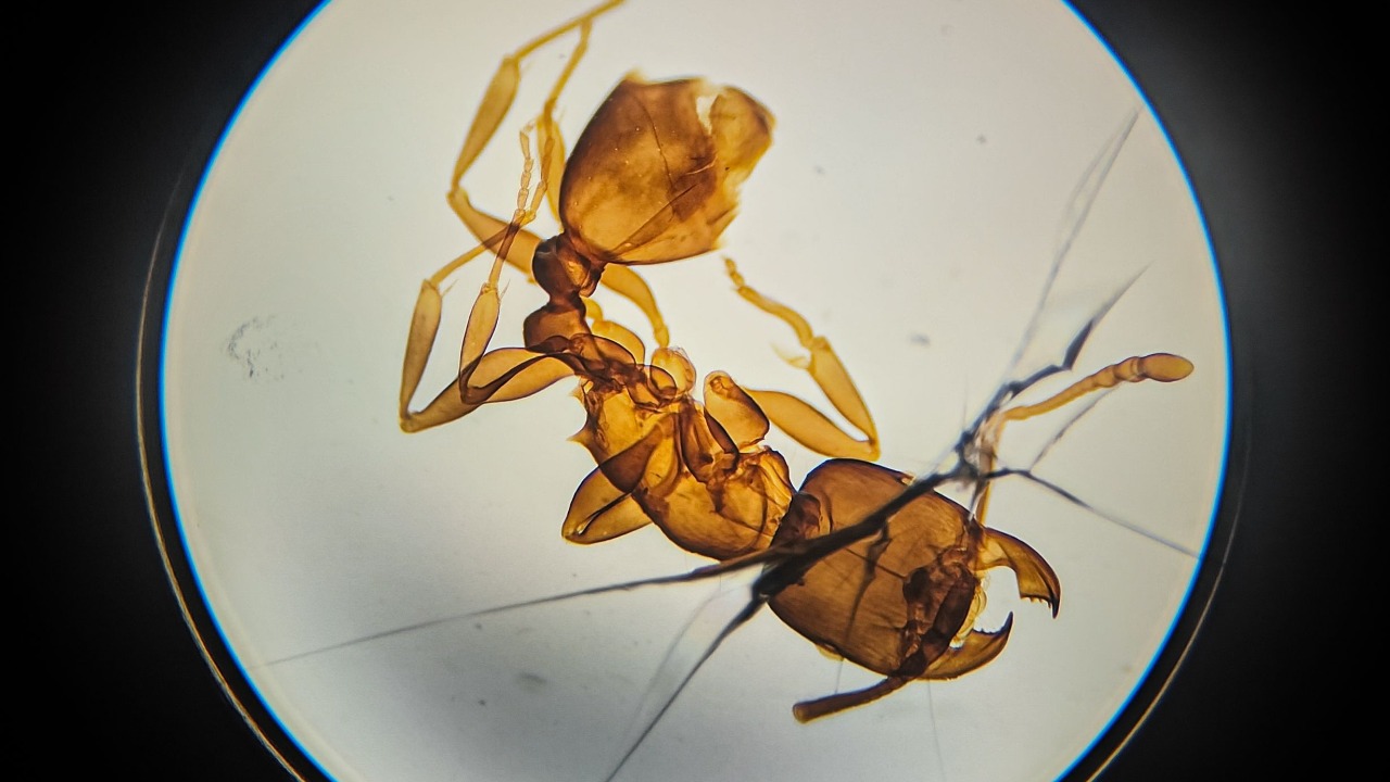 Researchers cracked open amber from Goethe’s personal collection and 3D ...
