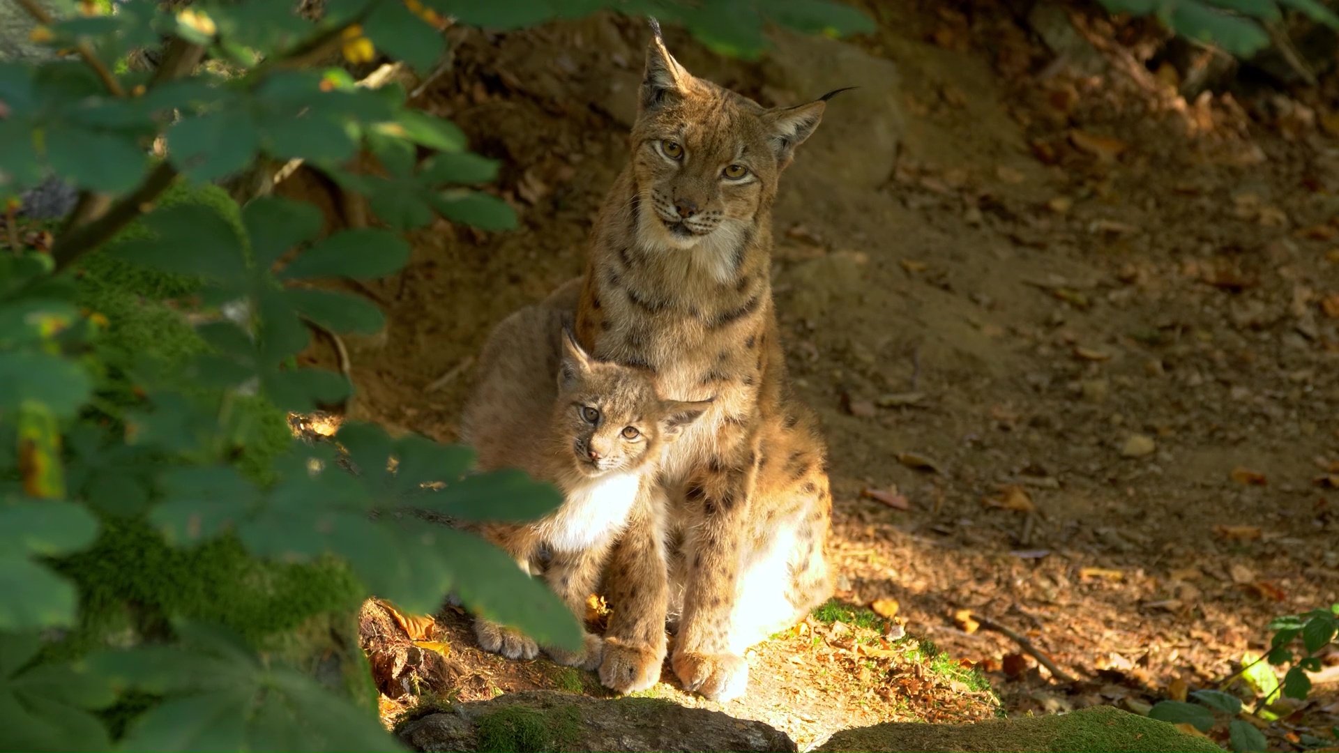 Rare moment lynx mother carefully protecting her young cub