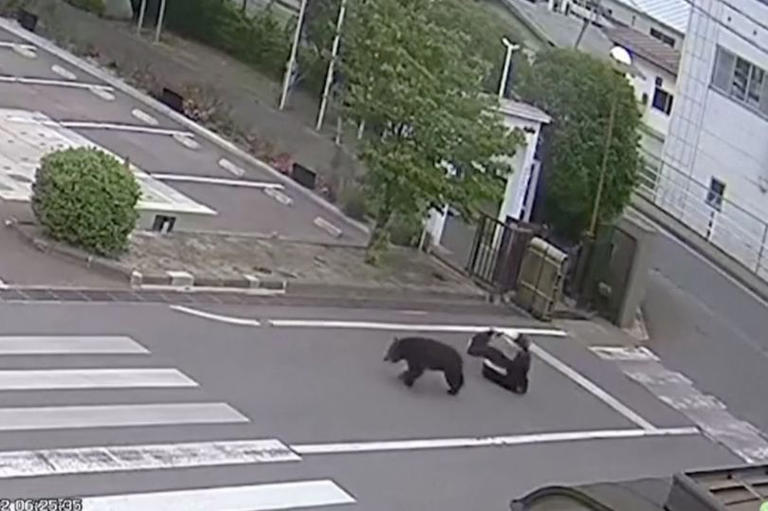 Extremely intelligent bear on the loose in Japan after it attacks four ...