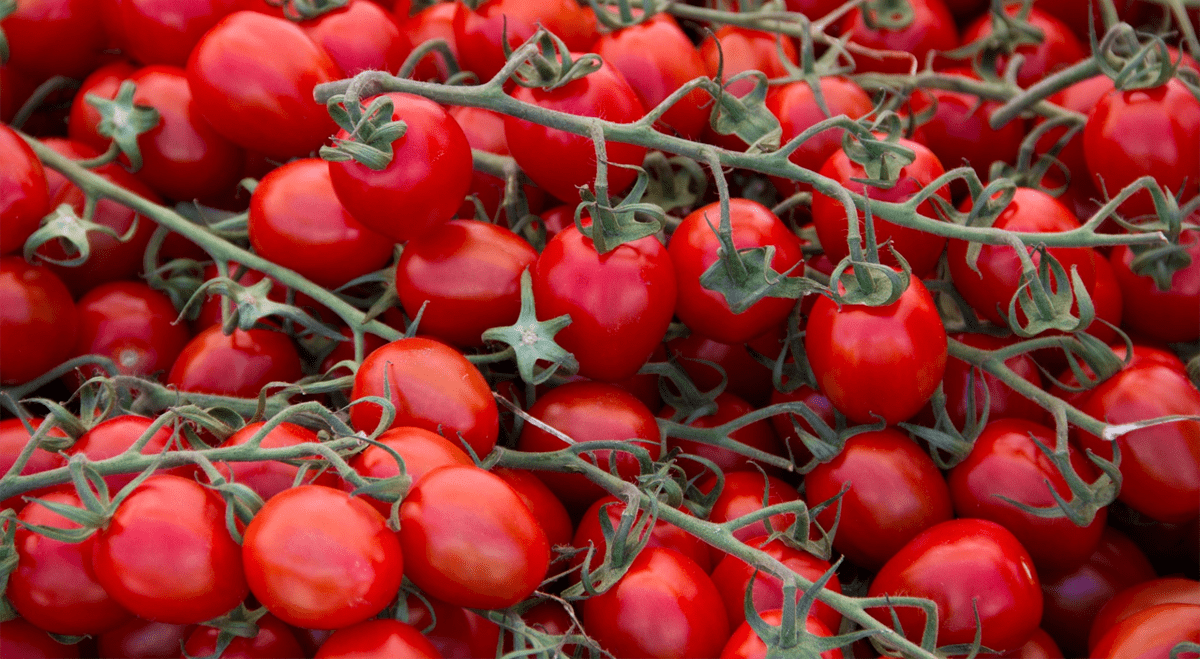 Village Farms shares slide after $15 million equity financing ...