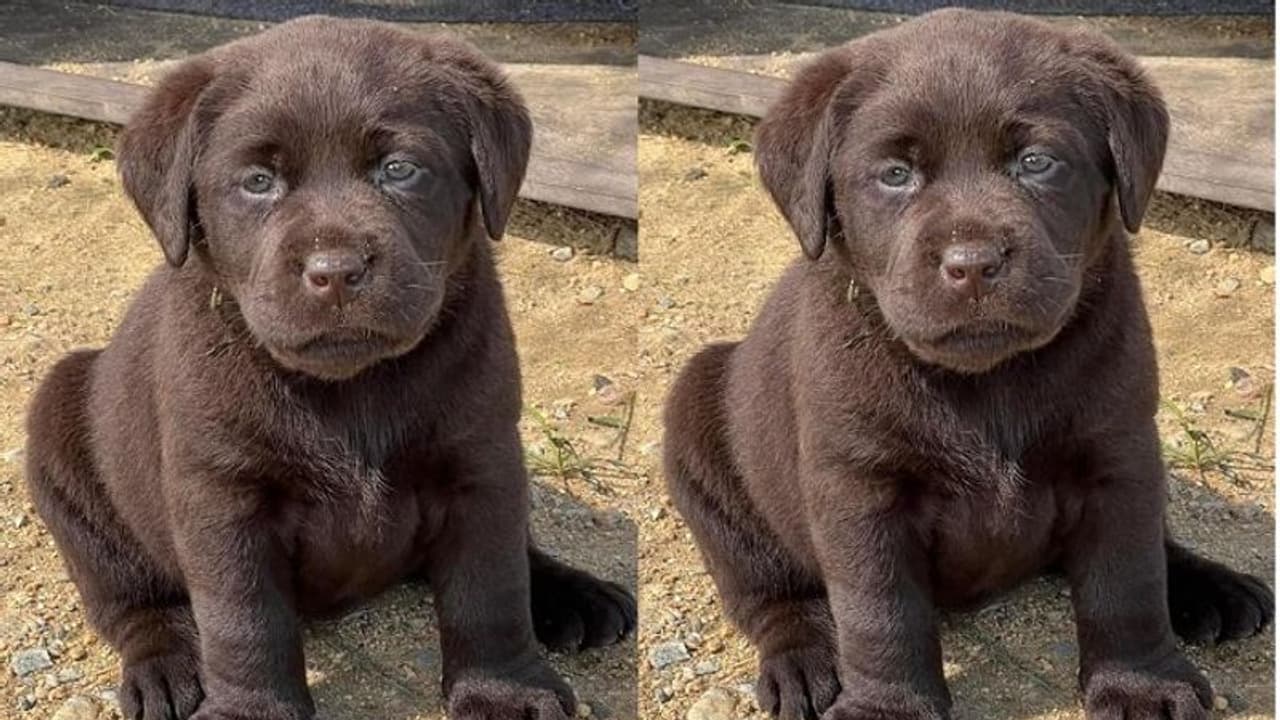 Viral Rapido moment: Driver delivers actual dog claimed as parcel in ...