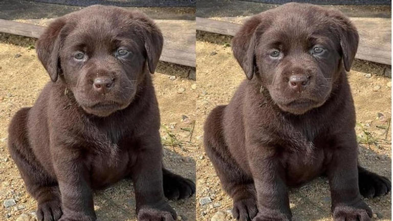 Viral Rapido moment: Driver delivers actual dog claimed as parcel in ...