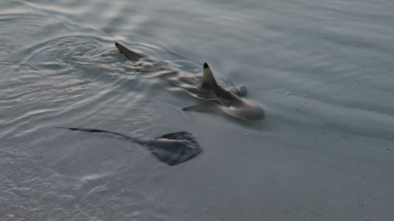 Shark chases a stingray in shallow waters