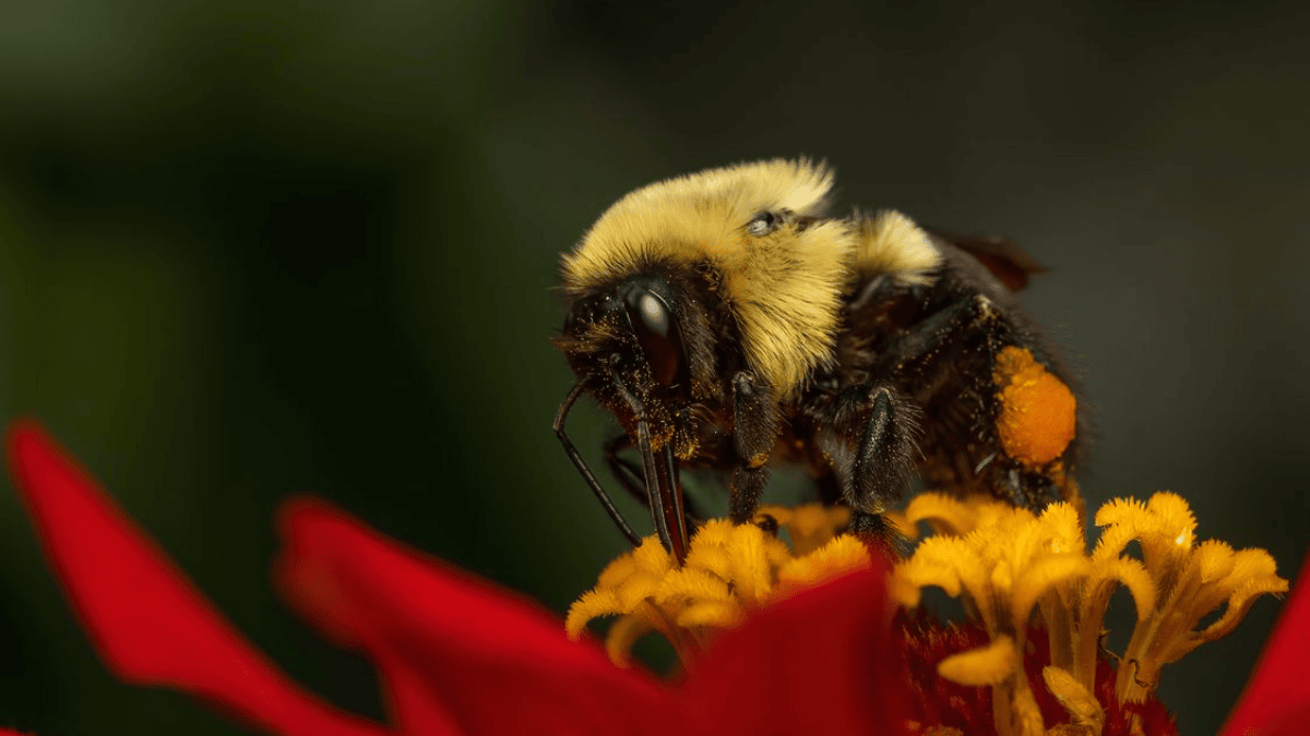 10 adorable bee facts you probably never knew
