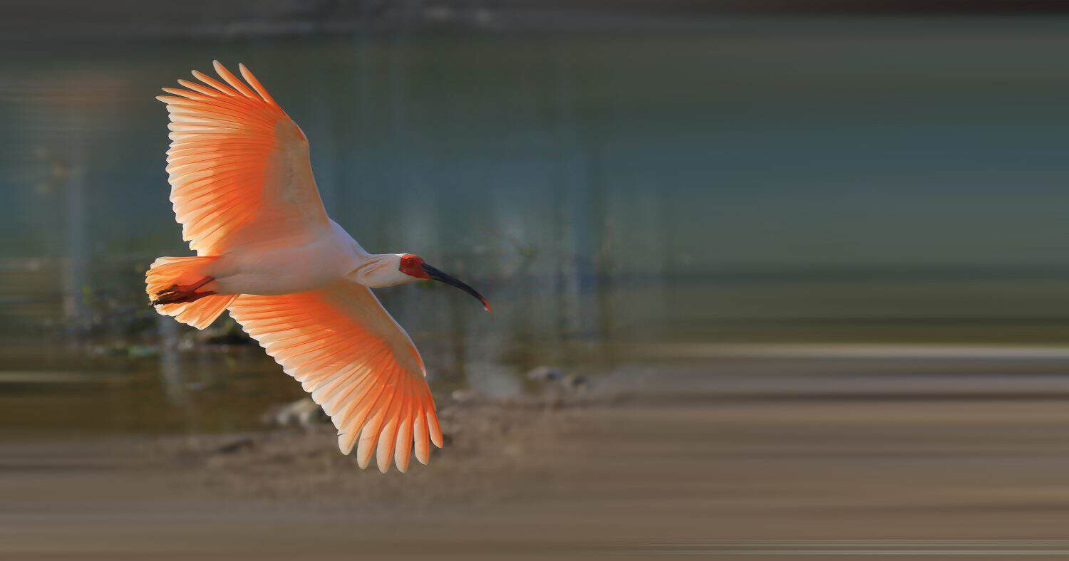 How Japan brought a sacred bird back from extinction