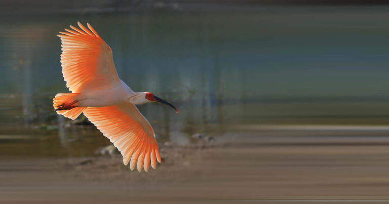 How Japan brought a sacred bird back from extinction