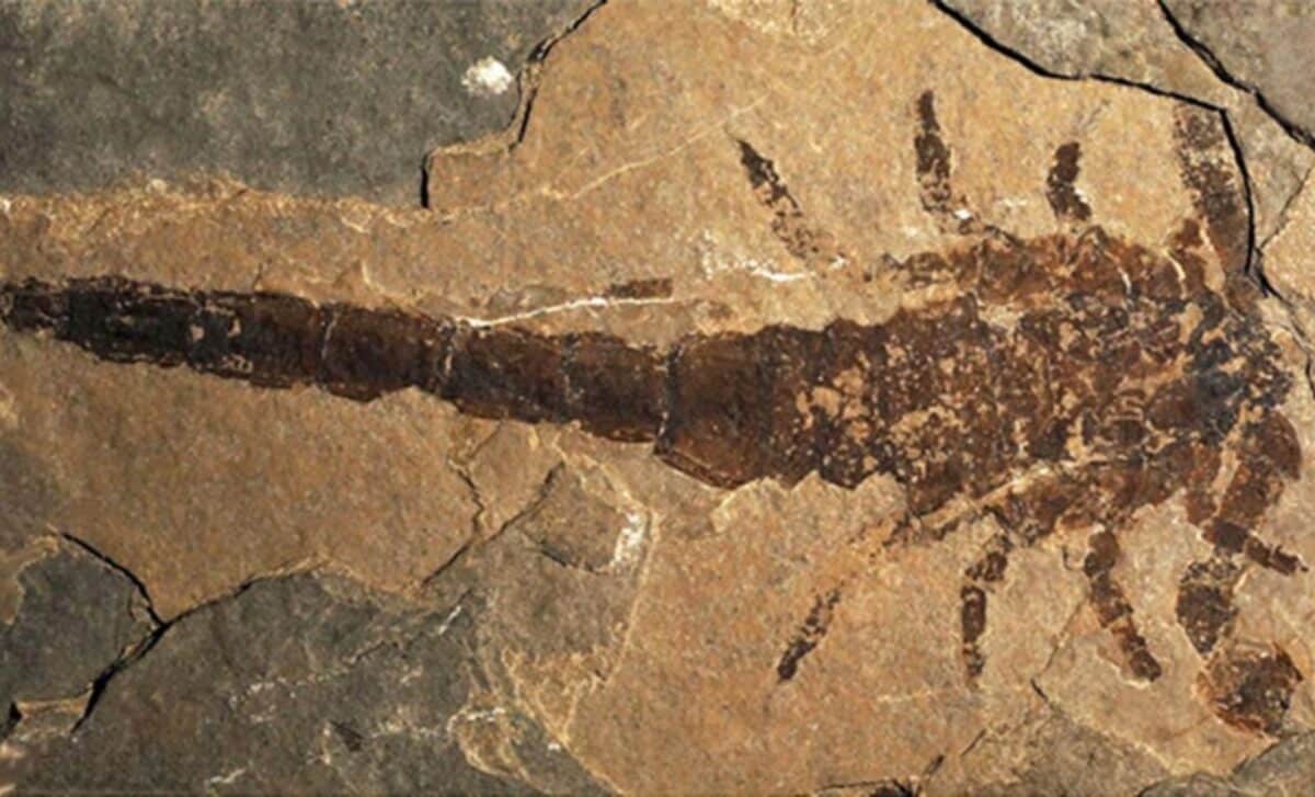 A meter-long scorpion was Earth’s top predator before dinosaurs even ...