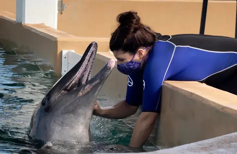 Why more marine animals are washing ashore after severe storms