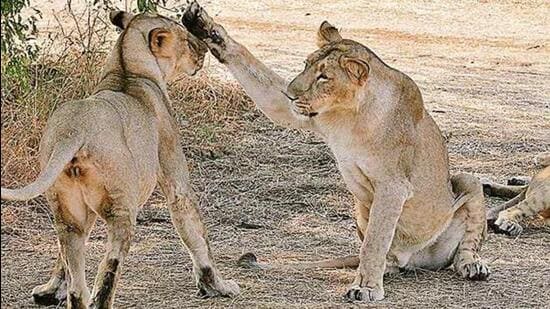 Tests rule out canine distemper, Babesia in recent Gir lion deaths ...