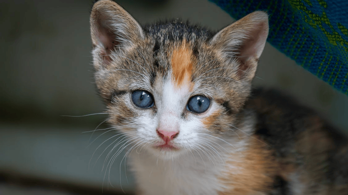 What does having cats at home mean spiritually? Here's what many ...