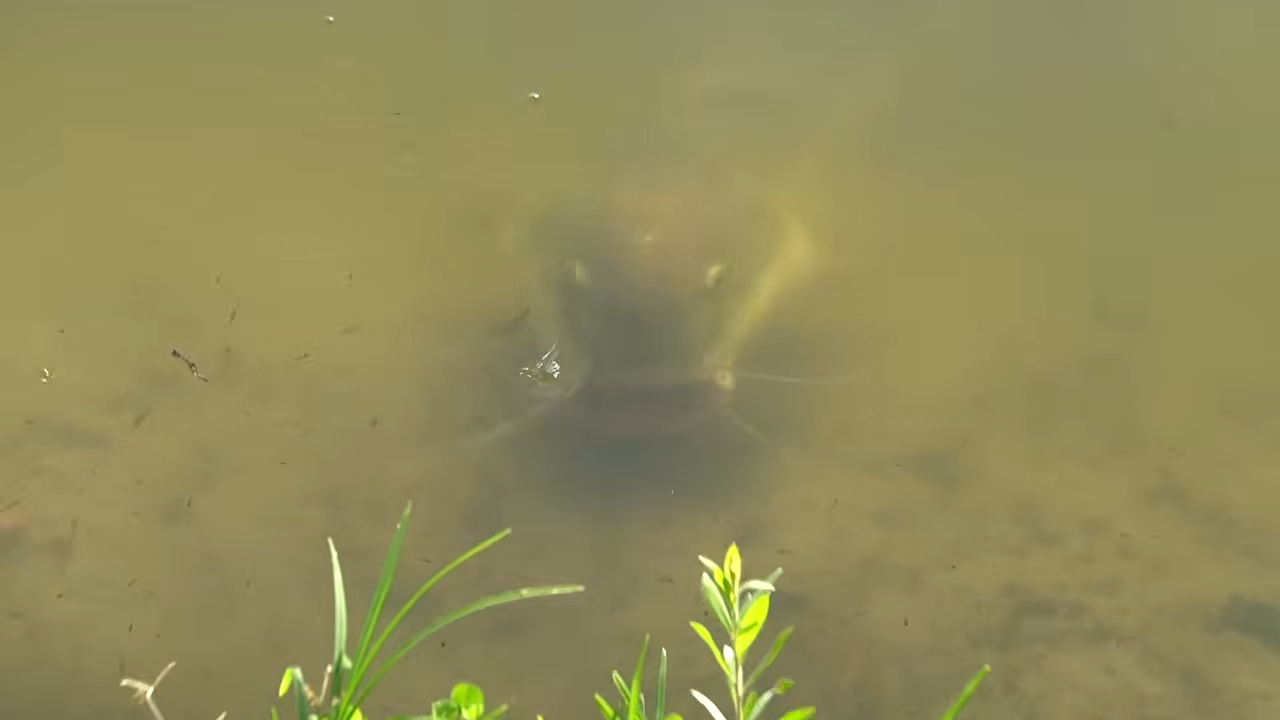 He thought its just regular fish in pond...until monster mutated ...