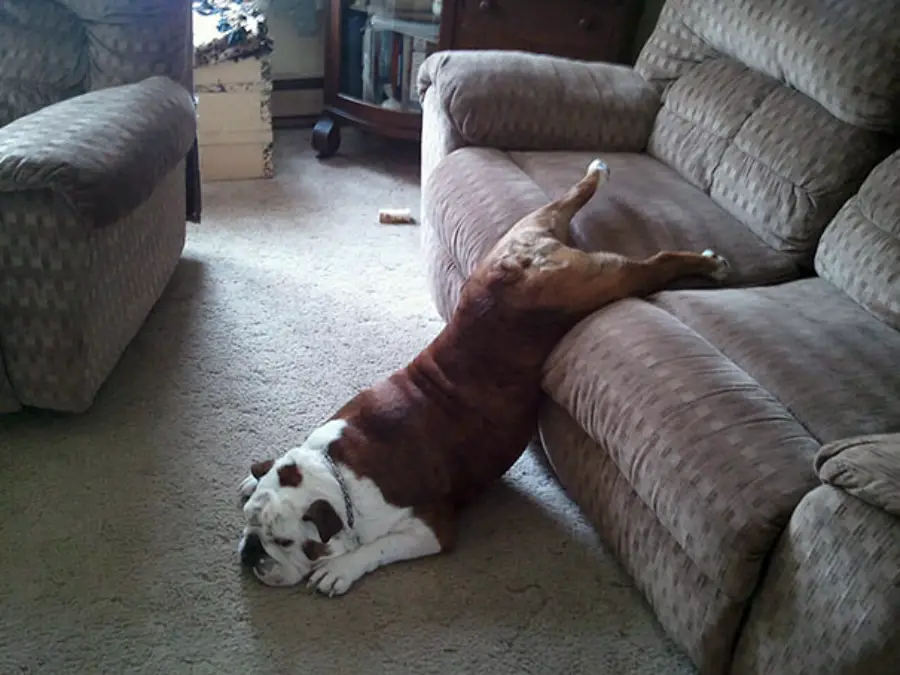 19 dogs who were told to stay off the furniture and made a full counter ...
