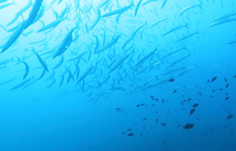 Réserve marine : comment 50 ans de sanctuaire ont sauvé un bout de ...
