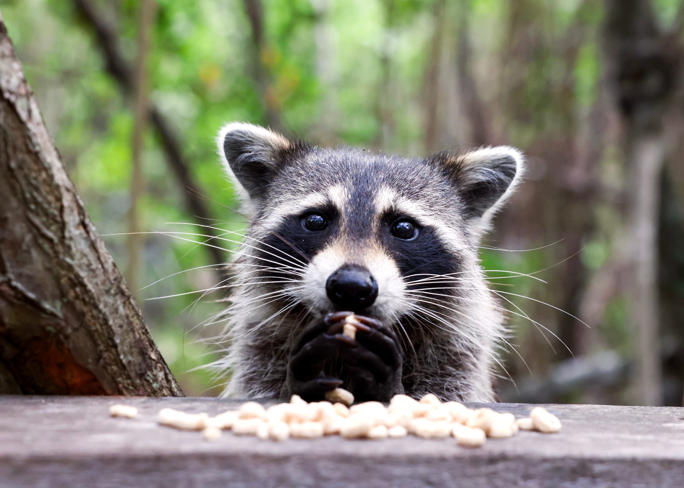 Canine distemper concerns in Worcester County. What to know