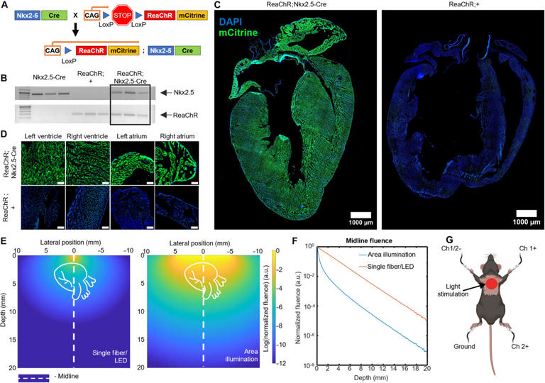 Light-triggered arrhythmia reveals rapid brain oxygen shifts in mice