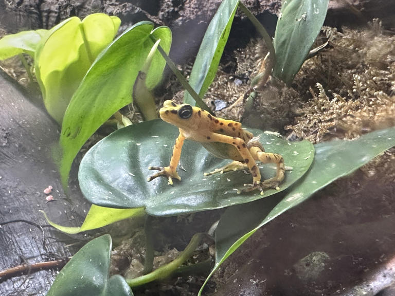 Critically endangered Panamanian golden frogs born at ZooTampa