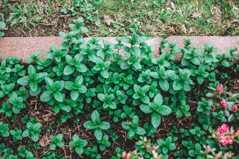 Gardening experts reveal the 10 plants and flowers they’d never put ...