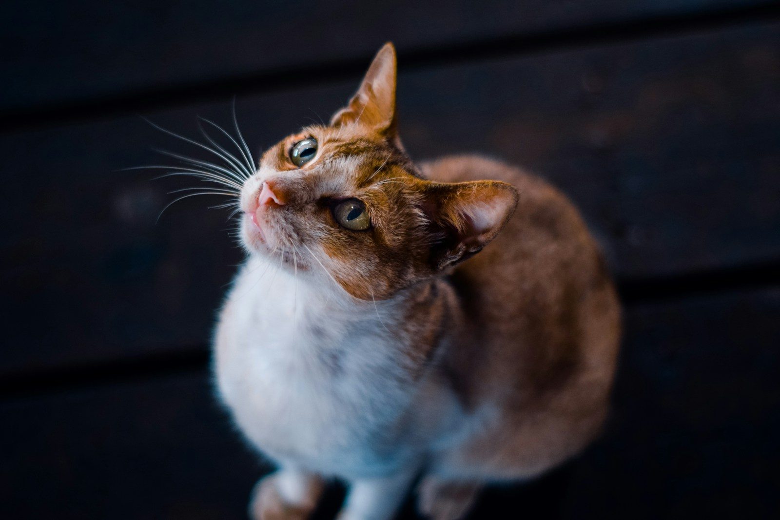 The surprising list of human words your cat actually understands