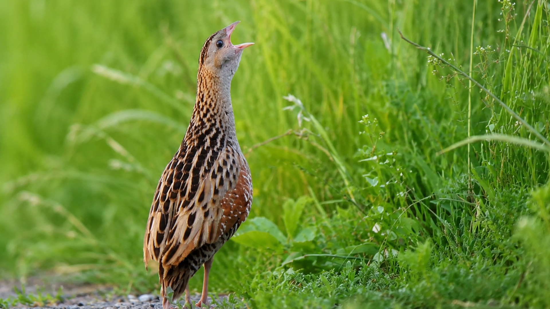 A tiny bird performs a territorial song in front of a hidden camera