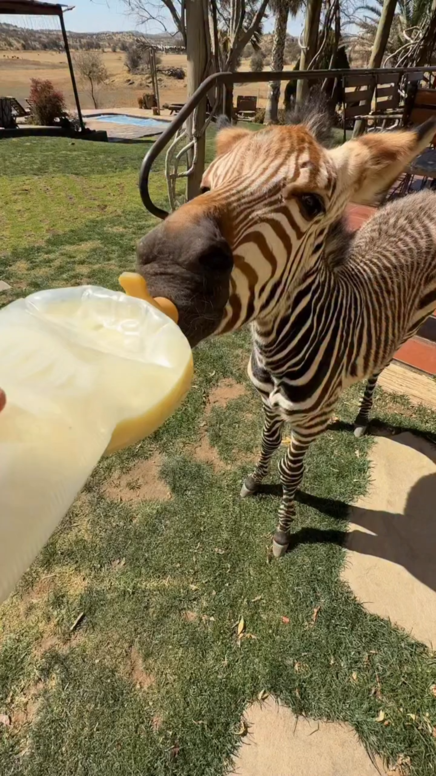 Feeding a baby animal