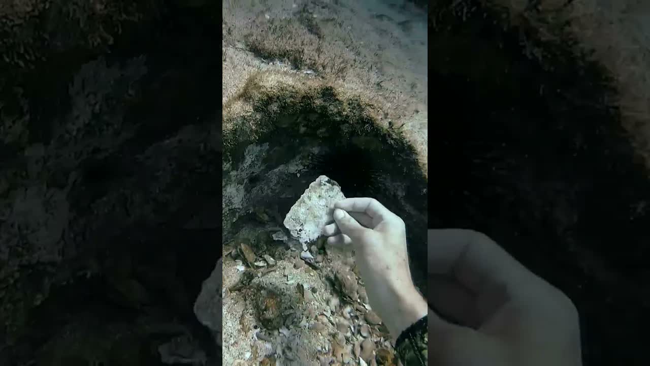 The mystery object beneath the sea urchin wasn't what they expected
