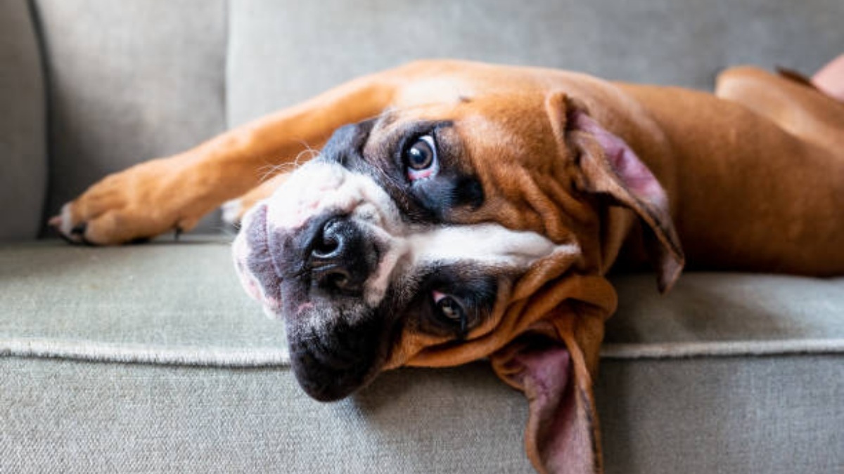 Does your dog get sad when you leave? Experts explain the signs of ...