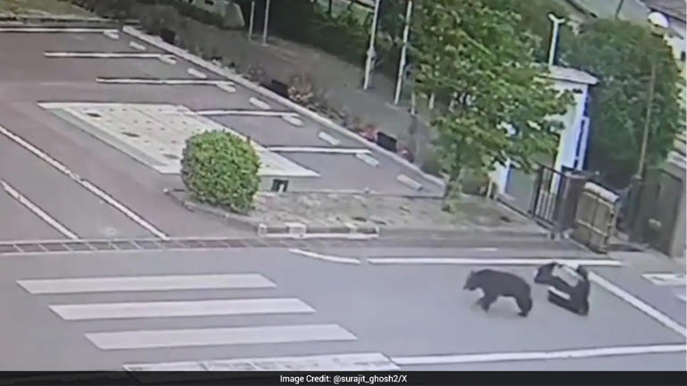 Extremely intelligent bear attacks 4, escapes factory through locked ...