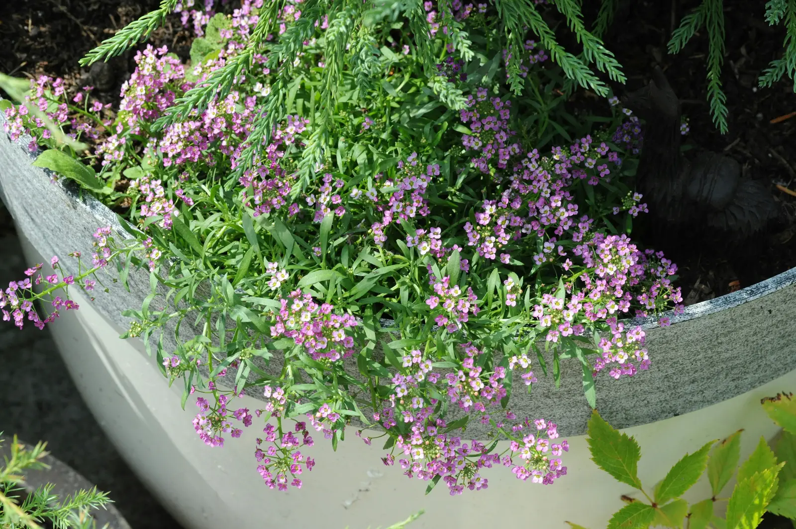 Chicago container gardening expert's colorful spring containers shine