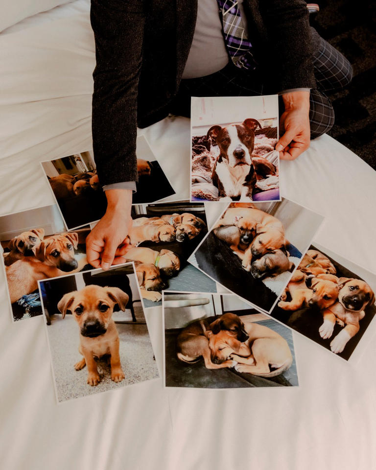New York couple locked in savage 'dogfight' with pet rescue over ...