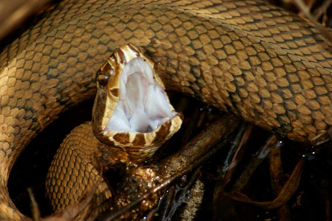 These 7 SC state parks are infested with snakes. Here's what to watch ...