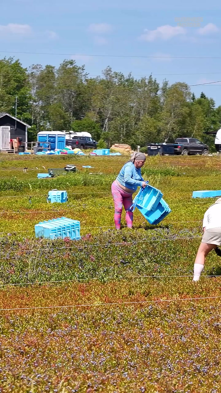 The hidden camps behind America's wild blueberries